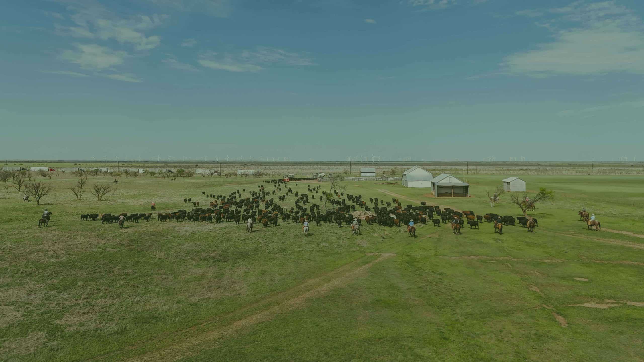 LiveAg Commercial Auction Schedule | Upcoming Livestock Auction